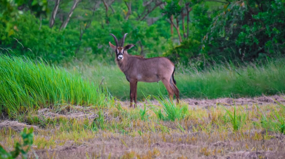 How Luo culture threatened extinction of Kenya’s rare Roan Antelope